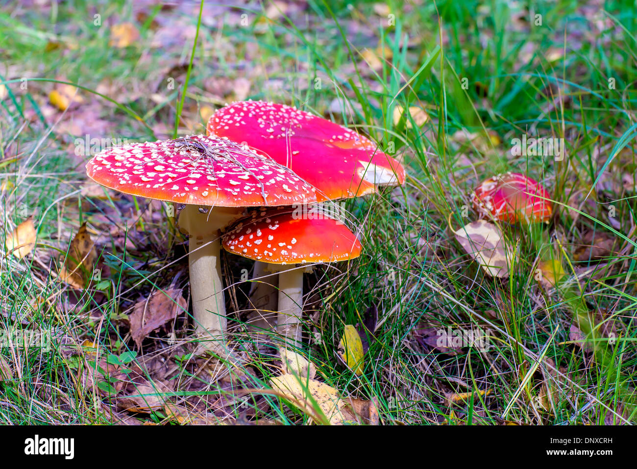 Toadstools in grass hi-res stock photography and images - Alamy