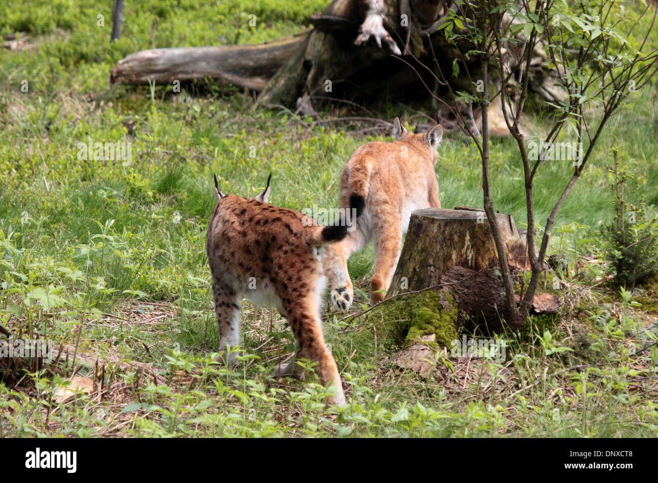 Eurasian lynx lynx lynx pair hi-res stock photography and images - Alamy