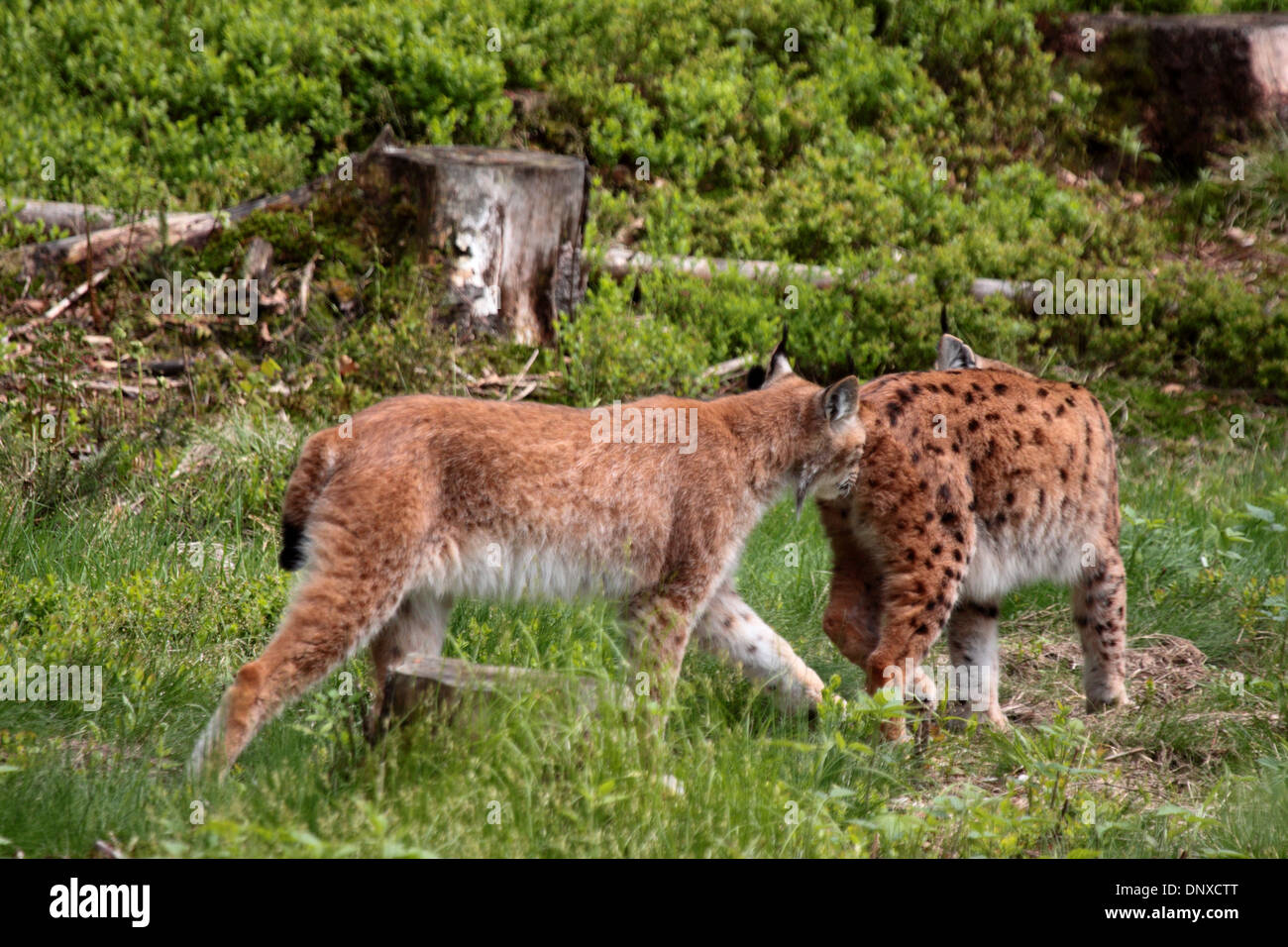 Eurasian lynx lynx lynx pair hi-res stock photography and images - Alamy