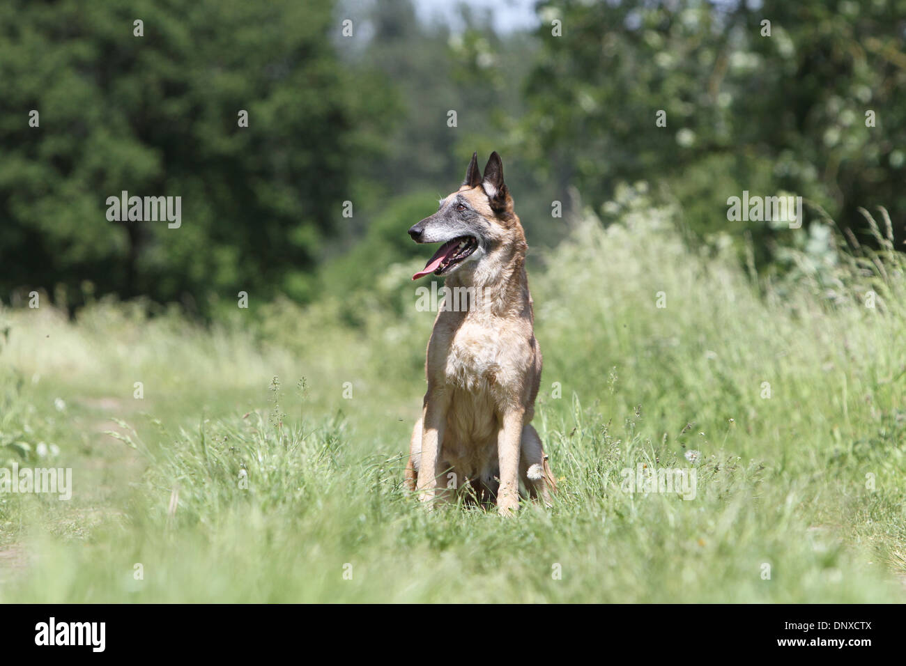 Dog Belgian shepherd Malinois old adult sitting in a meadow Stock Photo ...