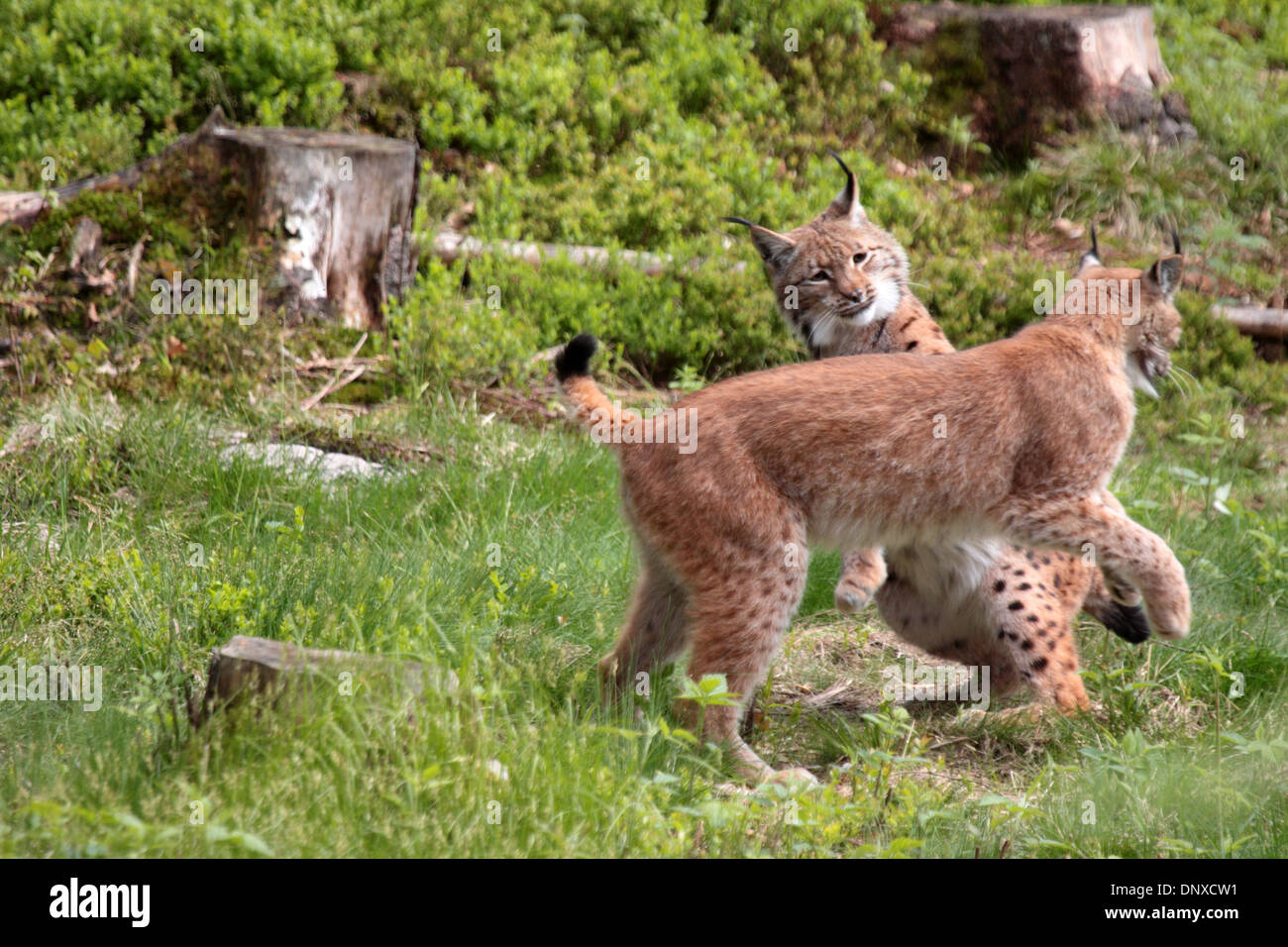 Eurasian lynx couple Stock Photo - Alamy