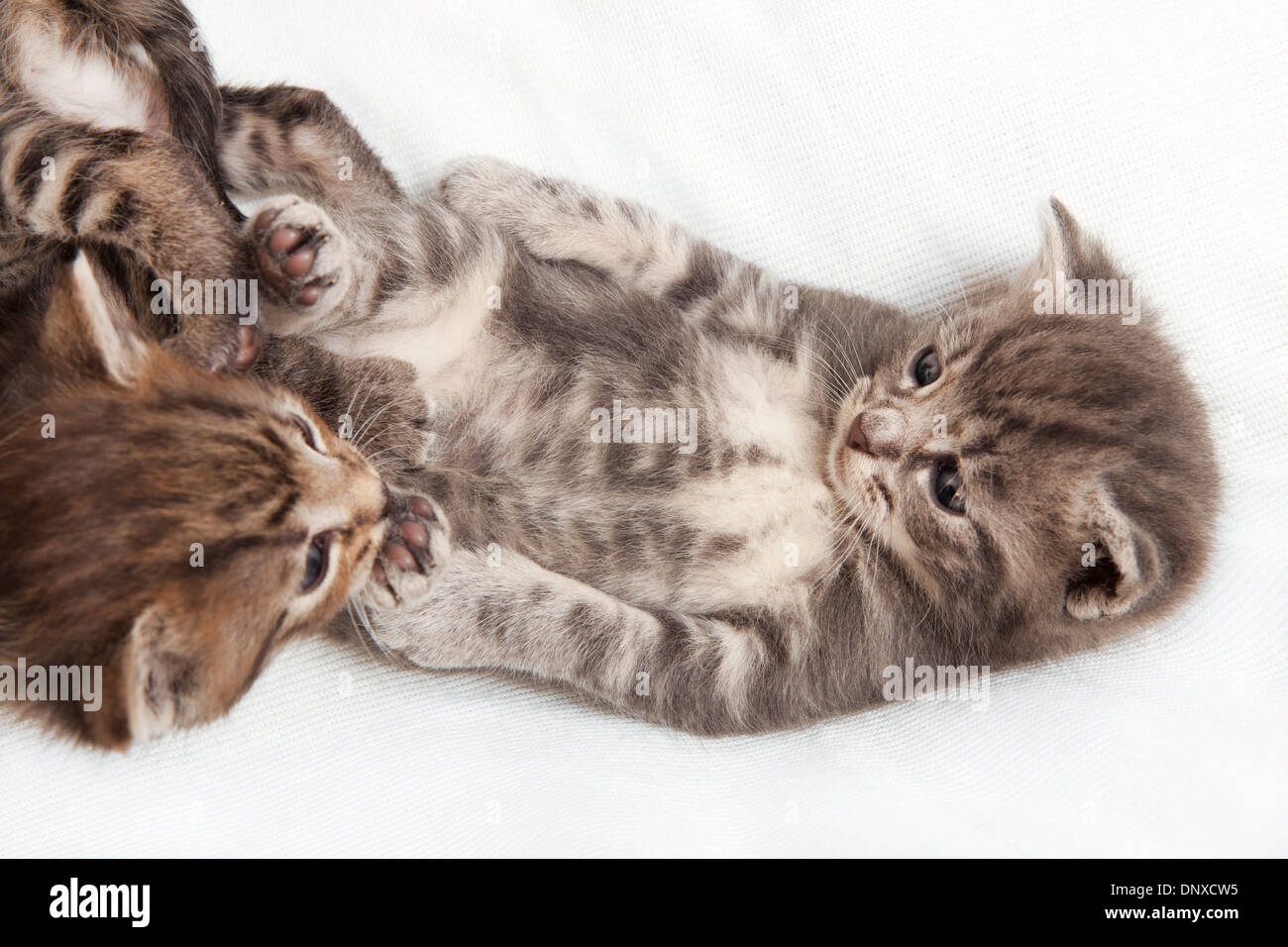 kitten playing, a heap of cat is cuddly babies on their mother Stock ...
