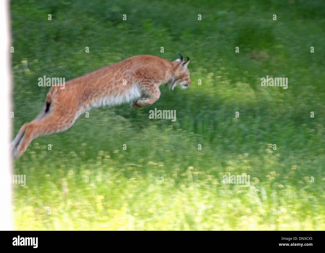 Eurasian lynx jumping Stock Photo - Alamy