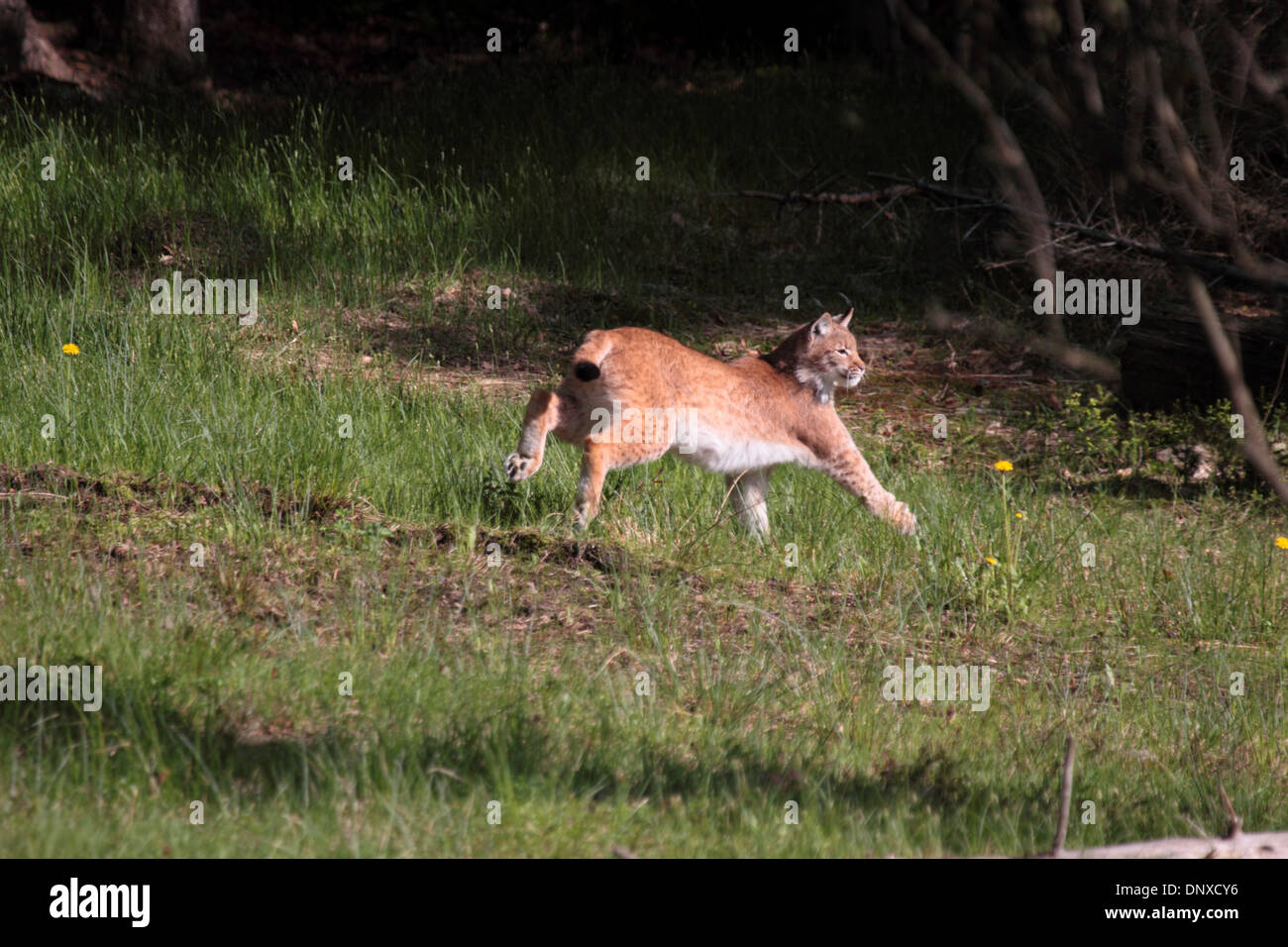 Eurasian lynx jumping Stock Photo - Alamy