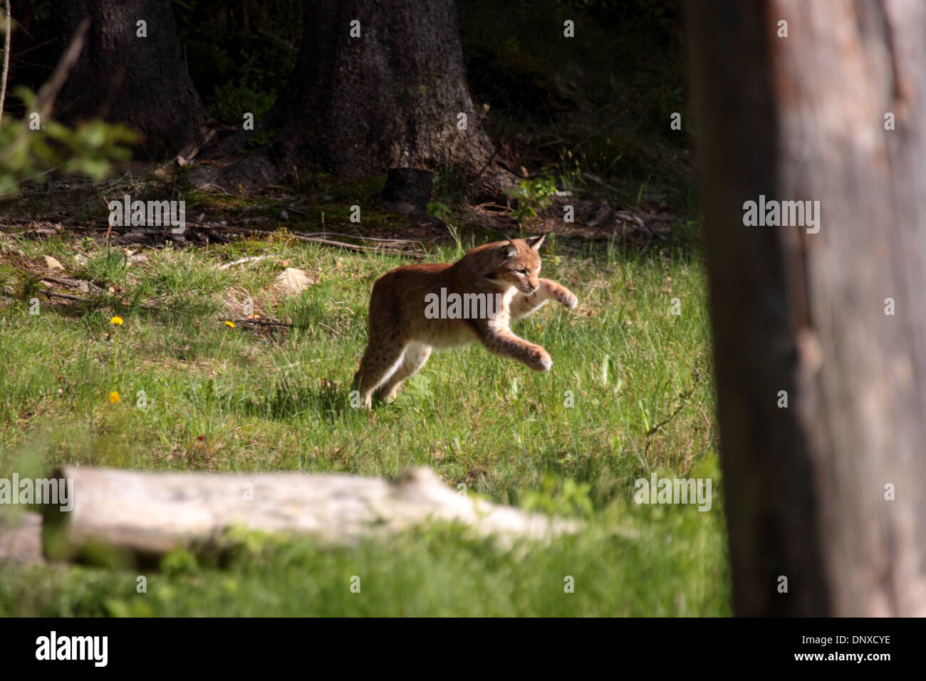 Eurasian lynx jumping Stock Photo - Alamy