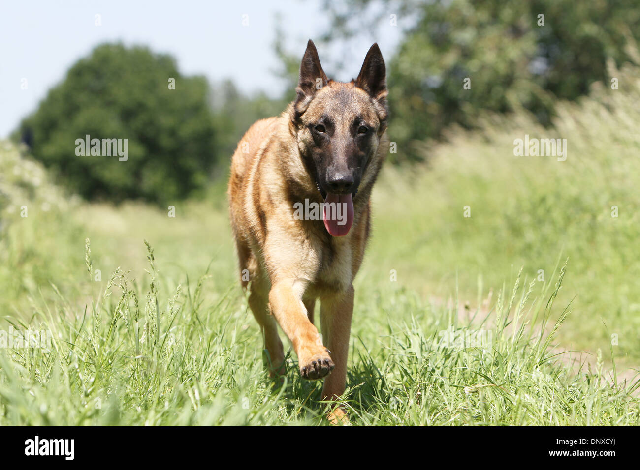 Dog Belgian shepherd Malinois adult running in a meadow Stock Photo - Alamy