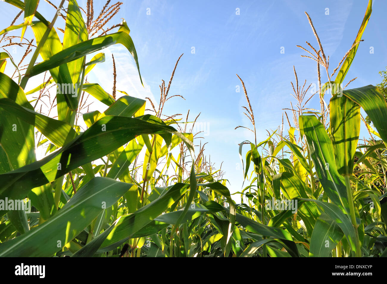 Corn leaves hi-res stock photography and images - Alamy