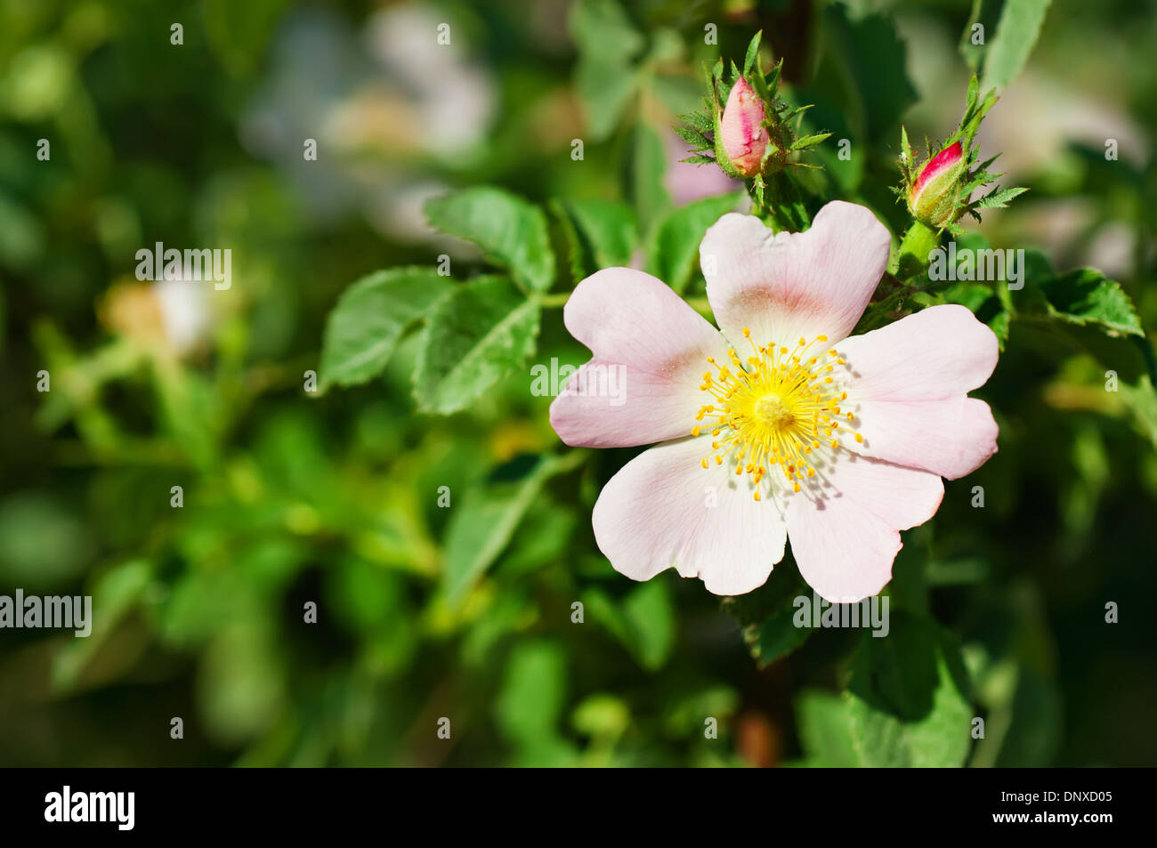 Flowers of dog-rose Stock Photo - Alamy