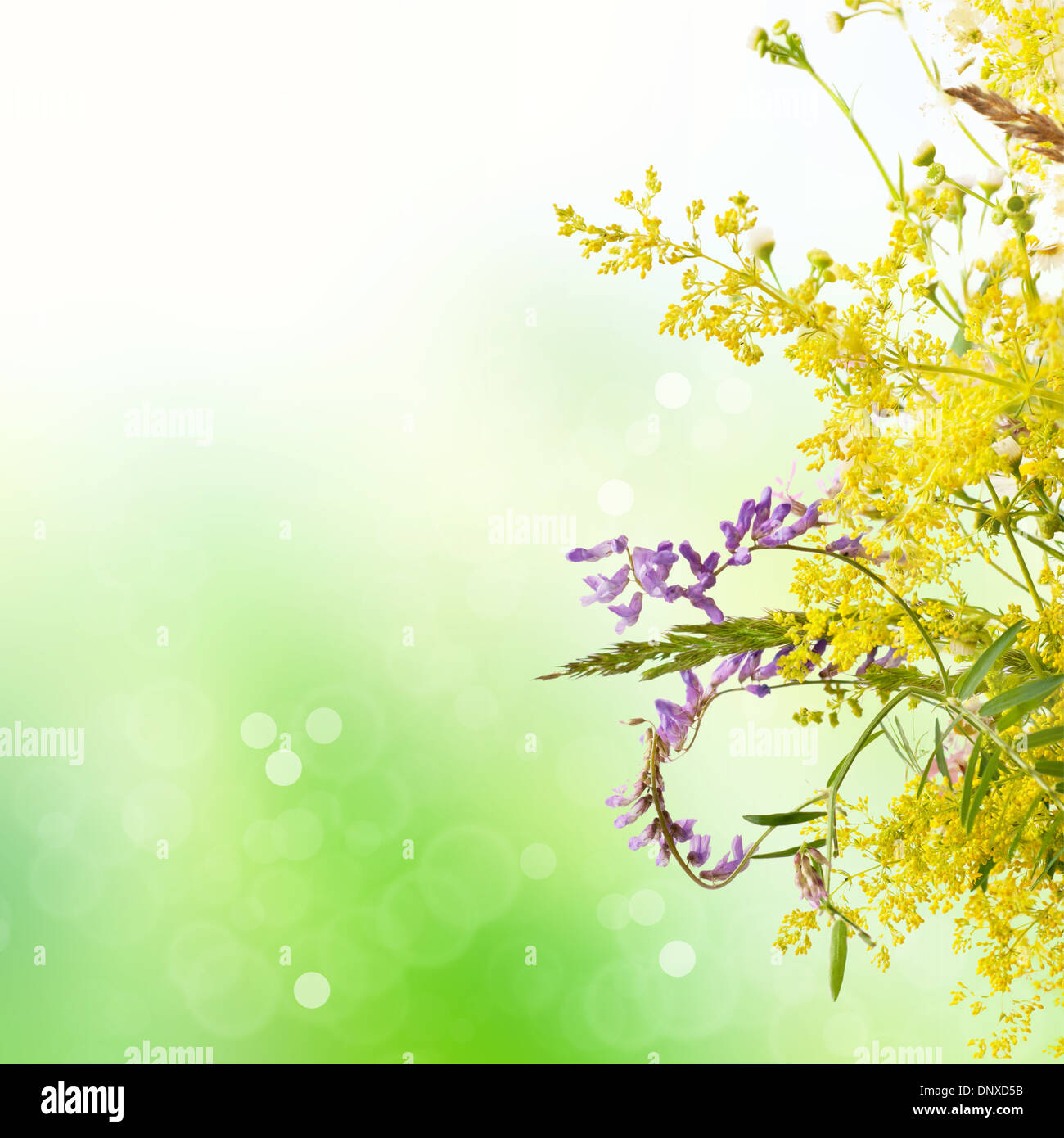 Summer meadow flowers Stock Photo - Alamy
