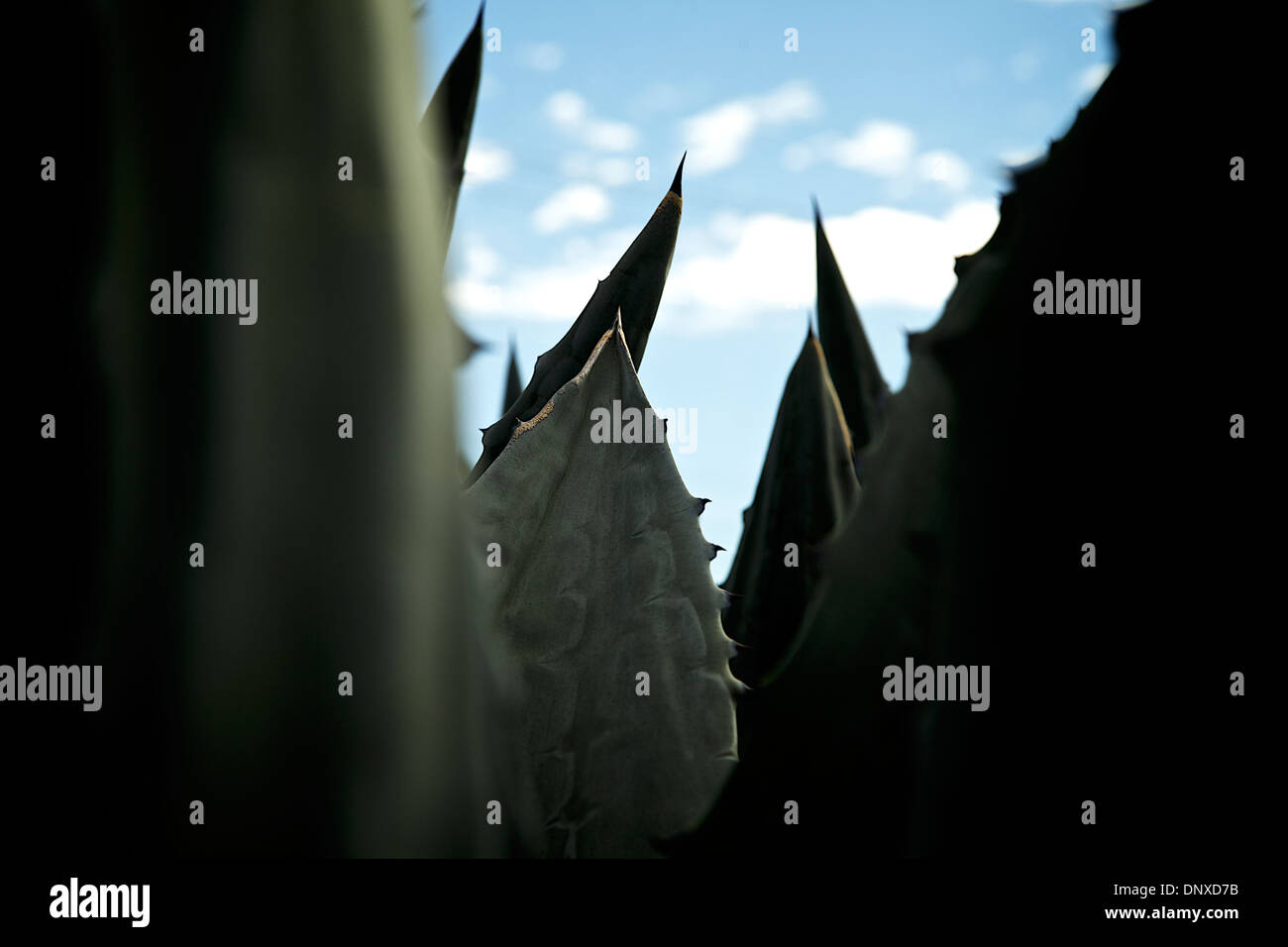 A detailed background texture of organic plant matter Stock Photo - Alamy