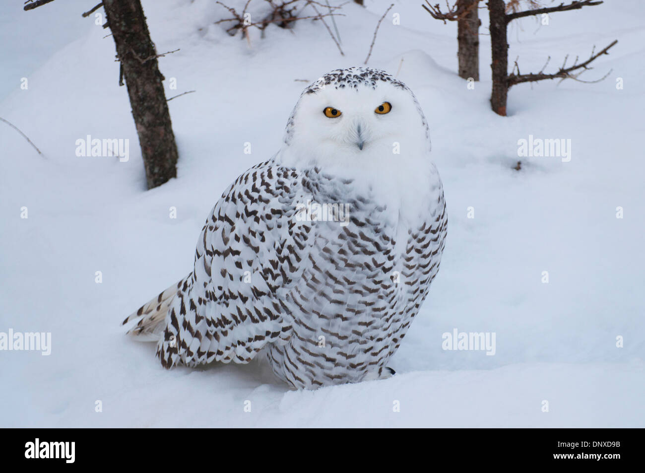 A female Snowy Owl in the snow Stock Photo - Alamy