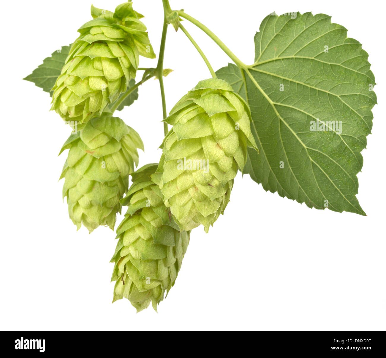 Raw cones Cut Out Stock Images & Pictures - Alamy