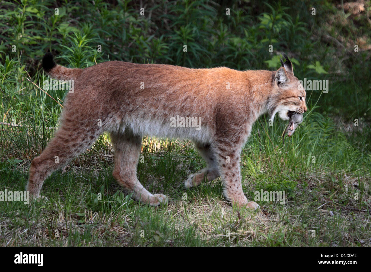Eurasian lynx with rodent Stock Photo - Alamy