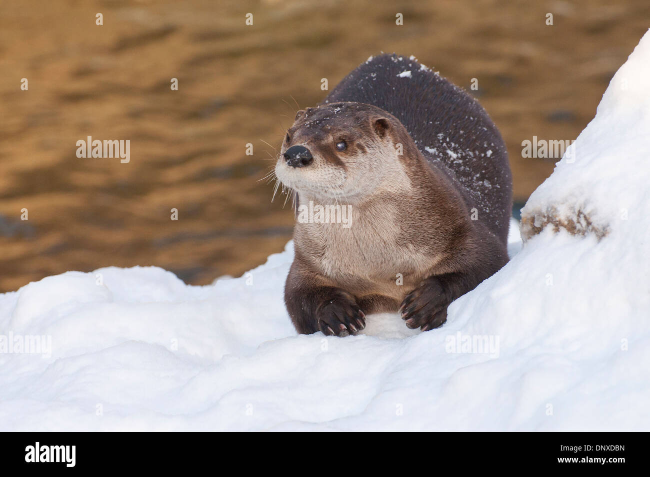 A Northern River Otter in the snow Stock Photo - Alamy