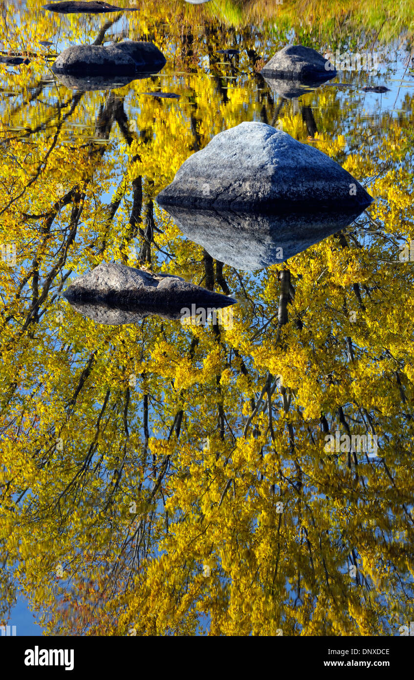 A mature autumn sugar maple reflected in the Vermilion River, Greater ...
