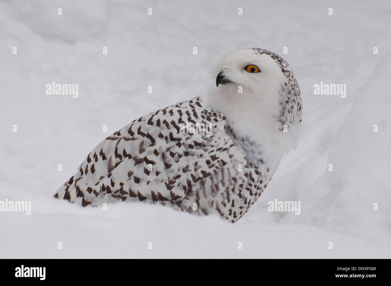 Canada snow ghost hi-res stock photography and images - Alamy