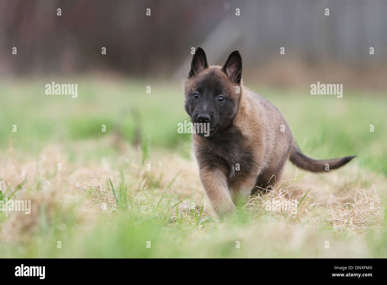 Malinois dog run in grass hi-res stock photography and images - Alamy