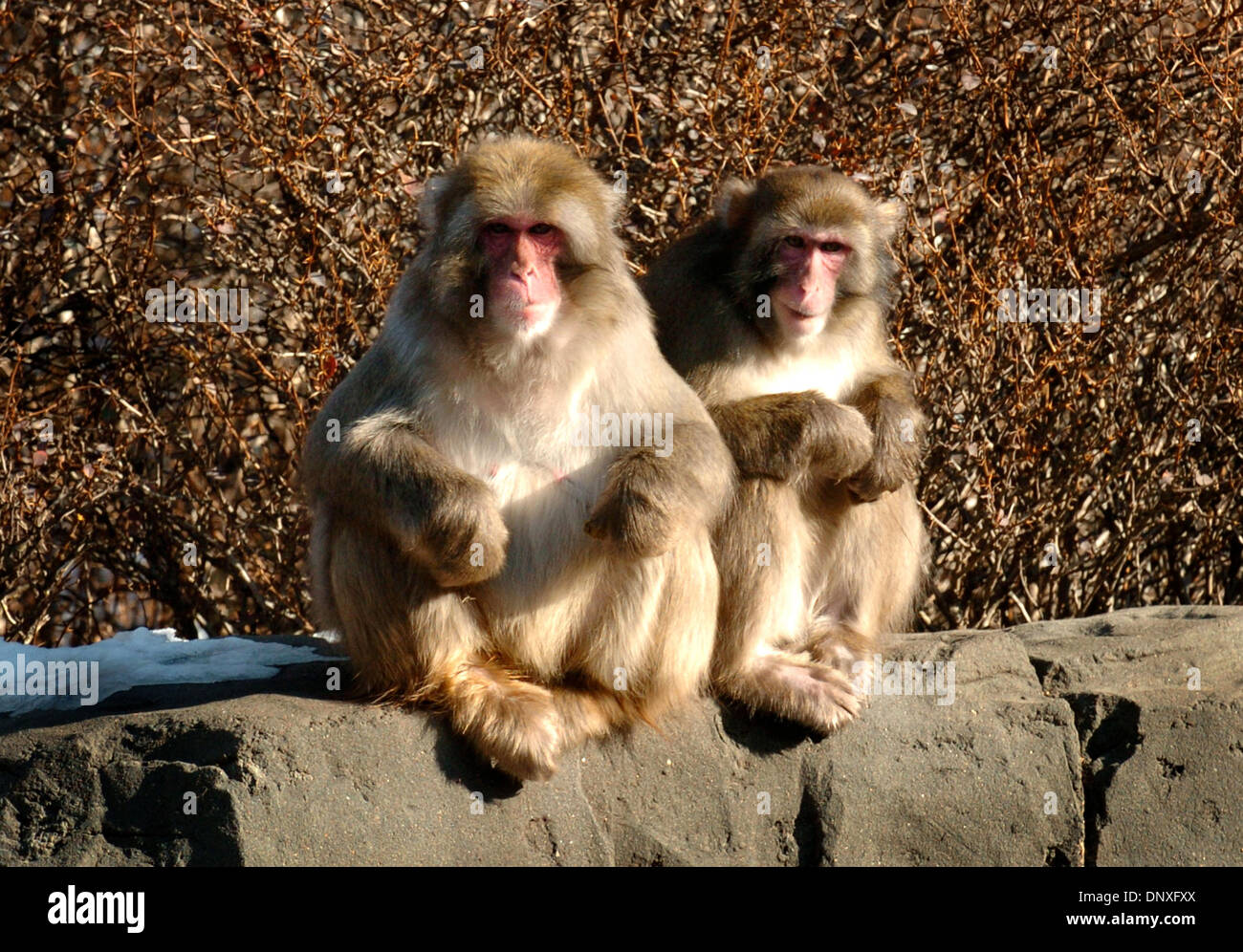 Dec 11, 2005; Manhattan, New York, USA; Two Japanese Snow Monkeys sit ...