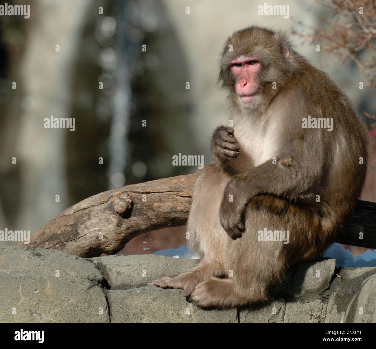 Dec 11, 2005; Manhattan, New York, USA; A Japanese Snow Monkey at the ...