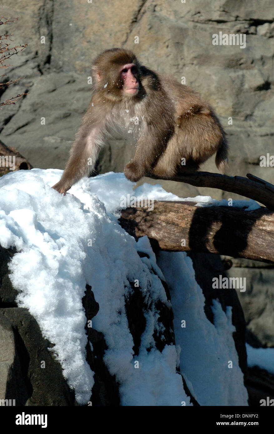 Central park japanese monkey hi-res stock photography and images - Alamy