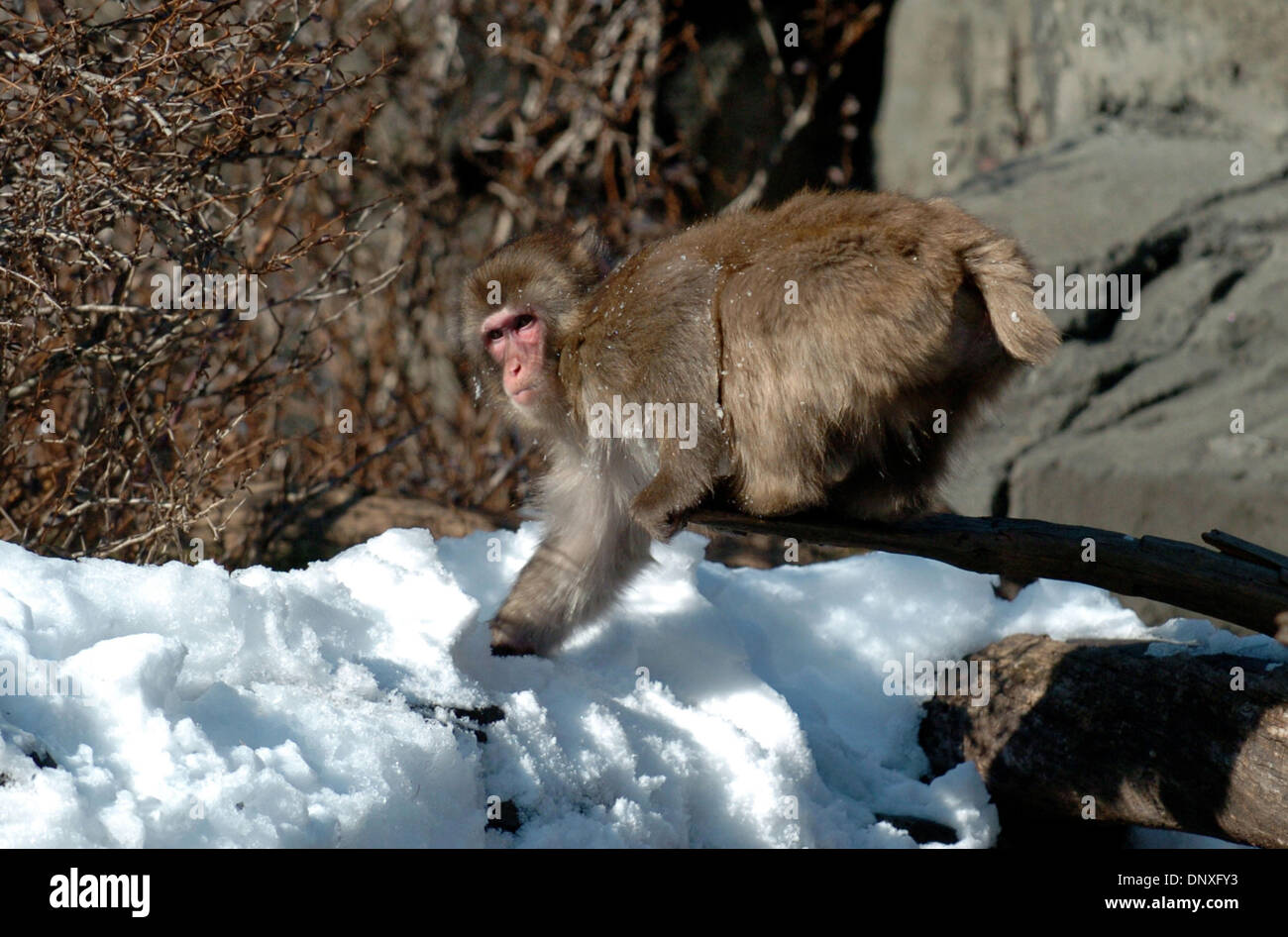Central park japanese monkey hi-res stock photography and images - Alamy