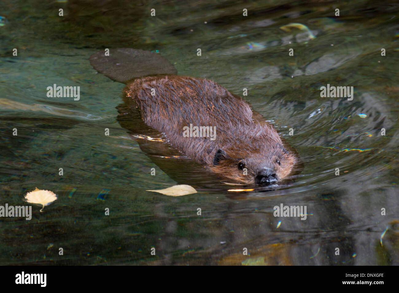 North american beaver quebec hi-res stock photography and images - Alamy
