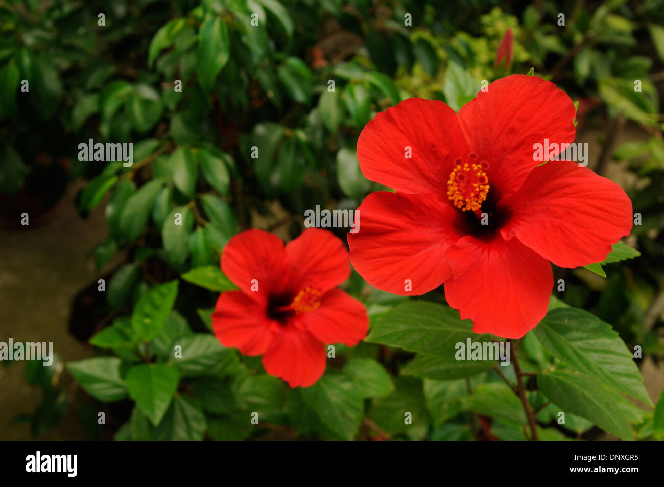 Tropical red hibiscus hi-res stock photography and images - Alamy