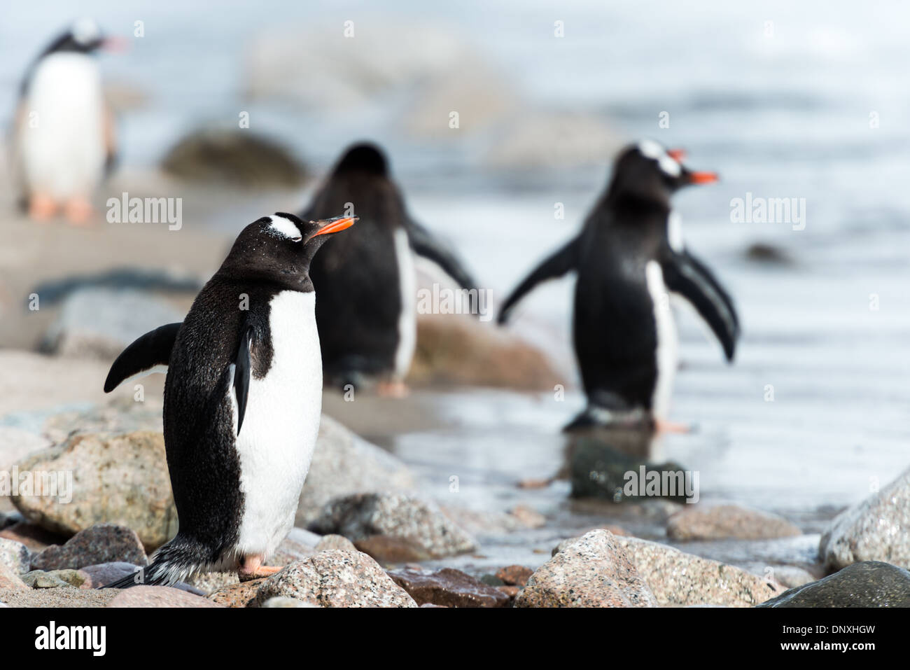 Antarctica map penguins hi-res stock photography and images - Alamy