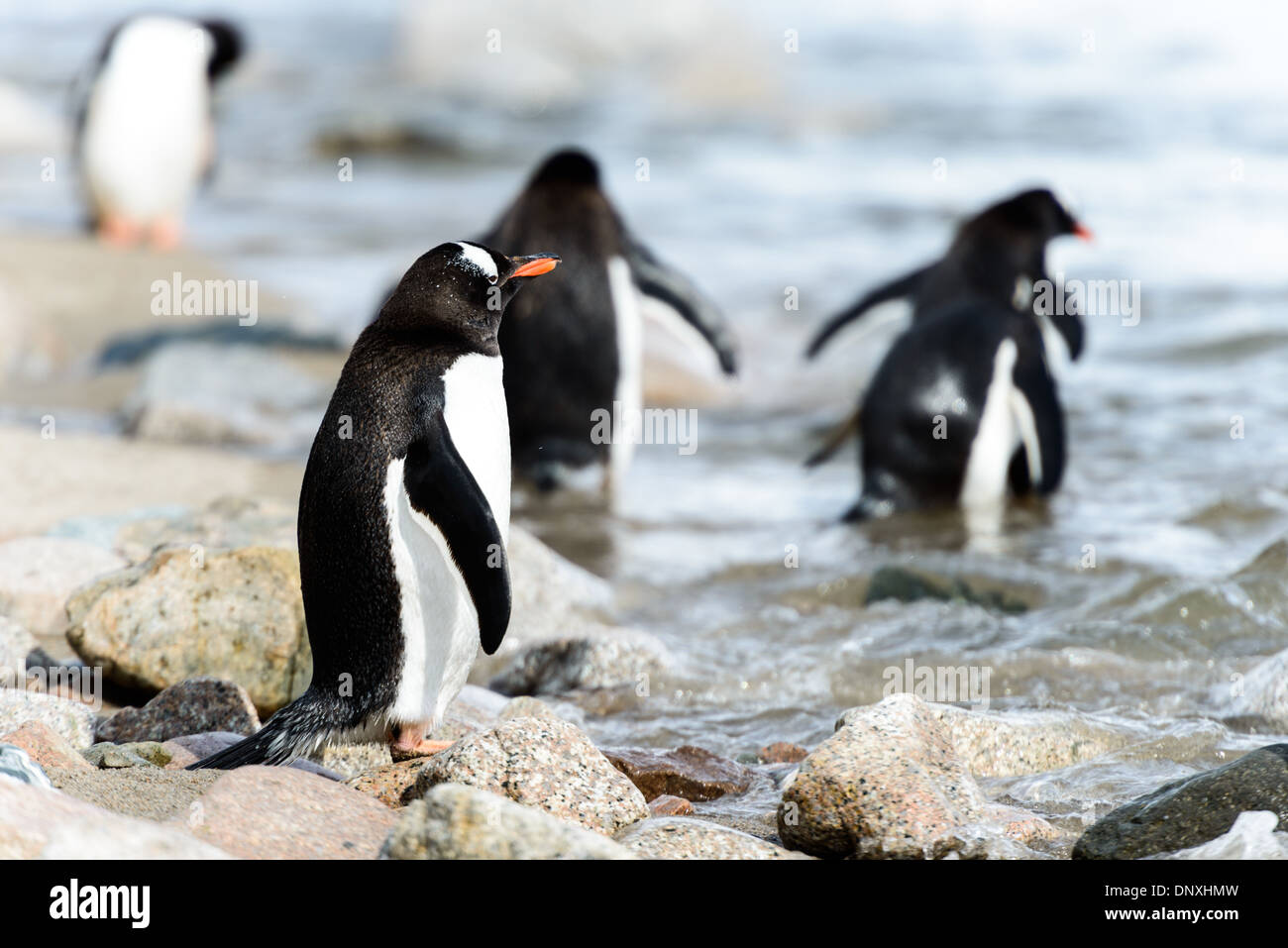 Antarctica map penguins hi-res stock photography and images - Alamy