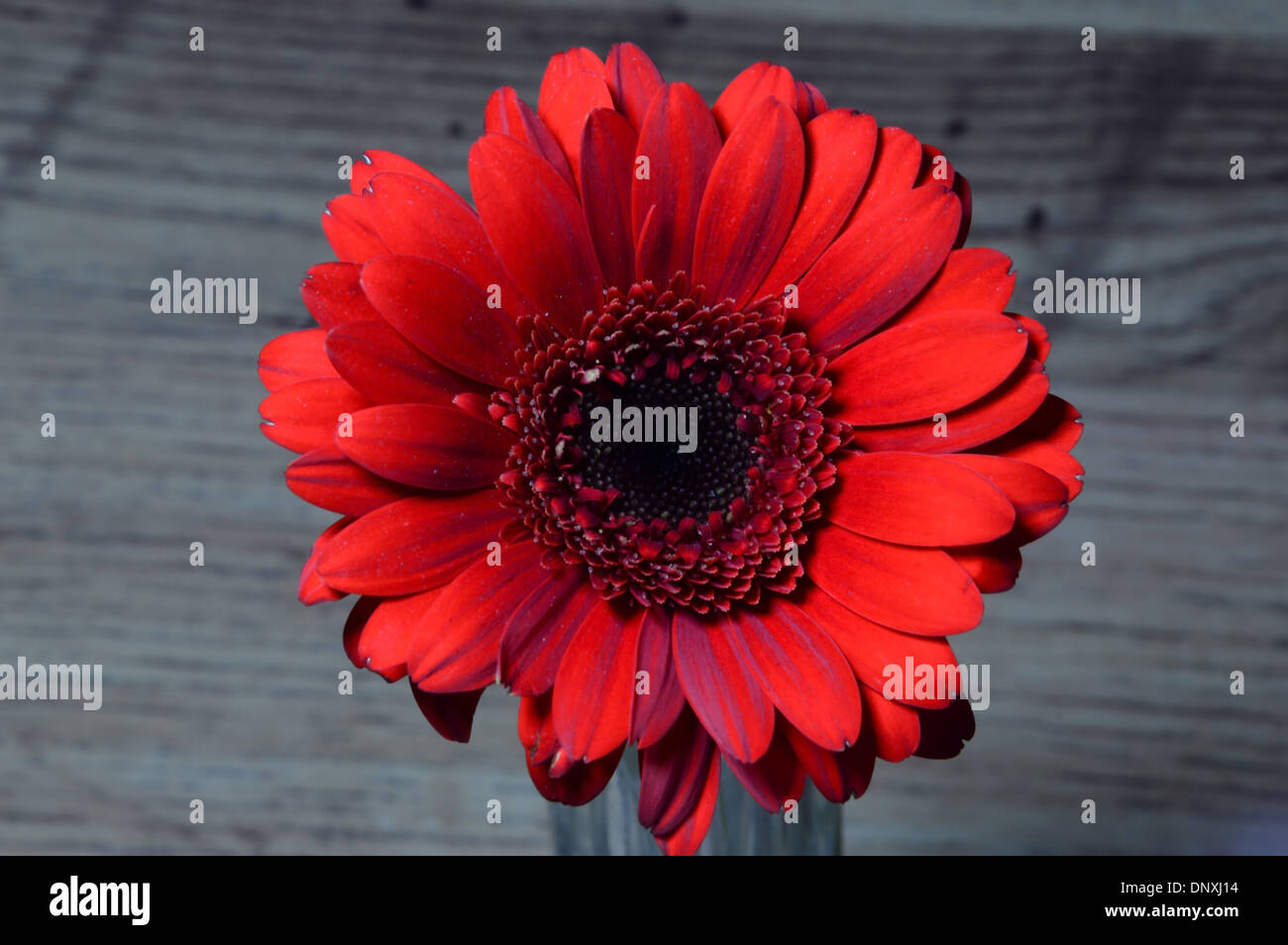 gerbera close up Stock Photo - Alamy