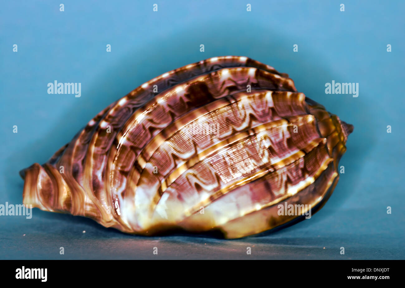 Identification of shells hi-res stock photography and images - Alamy