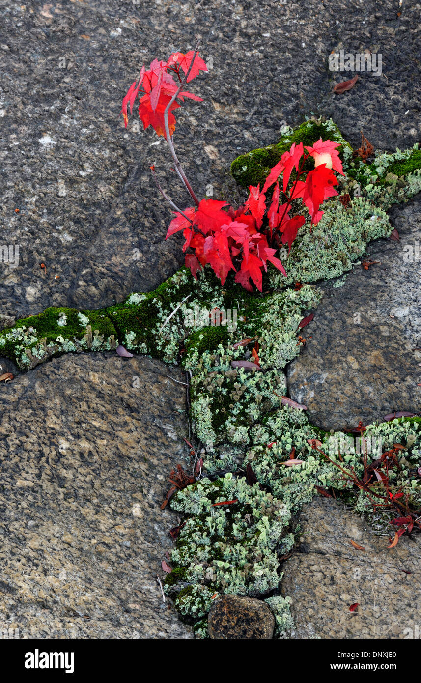 Red maple (Acer rubrum) seedling growing from a crack in the rock ...