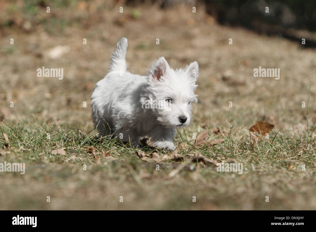Dog West Highland White Terrier / Westie puppy running in a field Stock ...