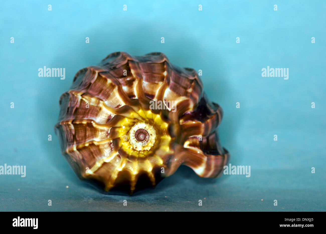 Harpidae hi-res stock photography and images - Alamy