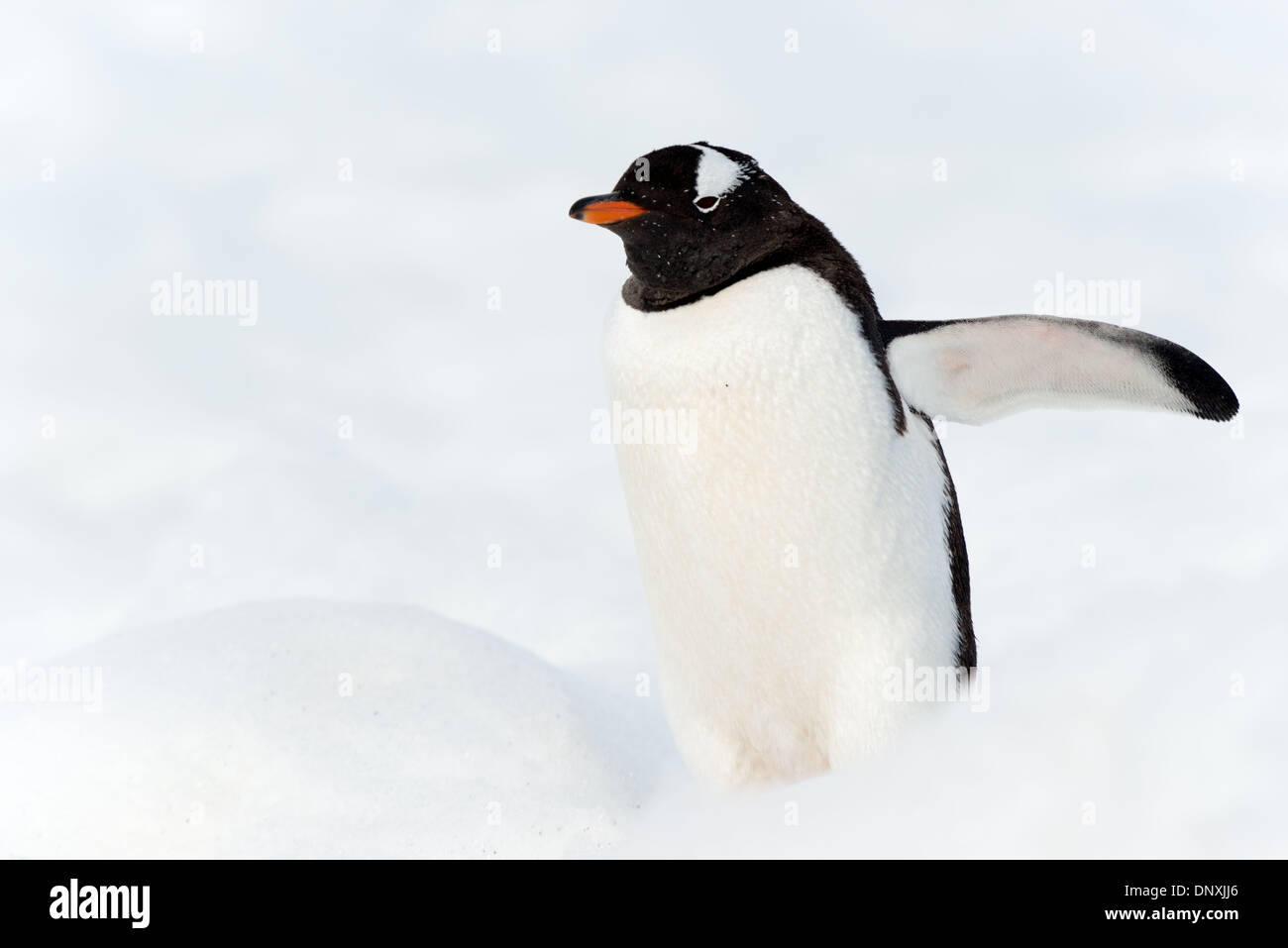 Penguin conservation awareness hi-res stock photography and images - Alamy