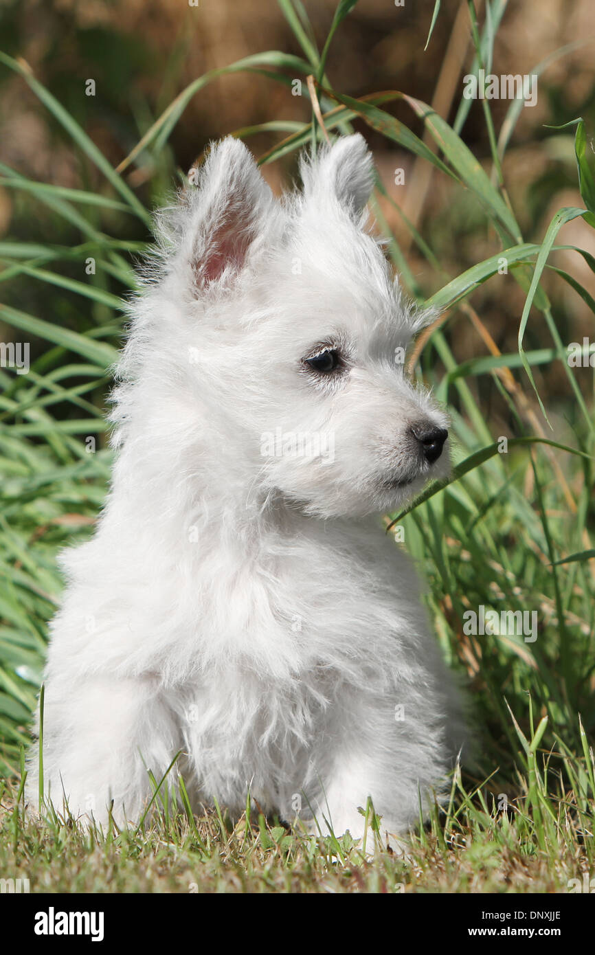 Dog West Highland White Terrier / Westie puppy sitting in a garden ...