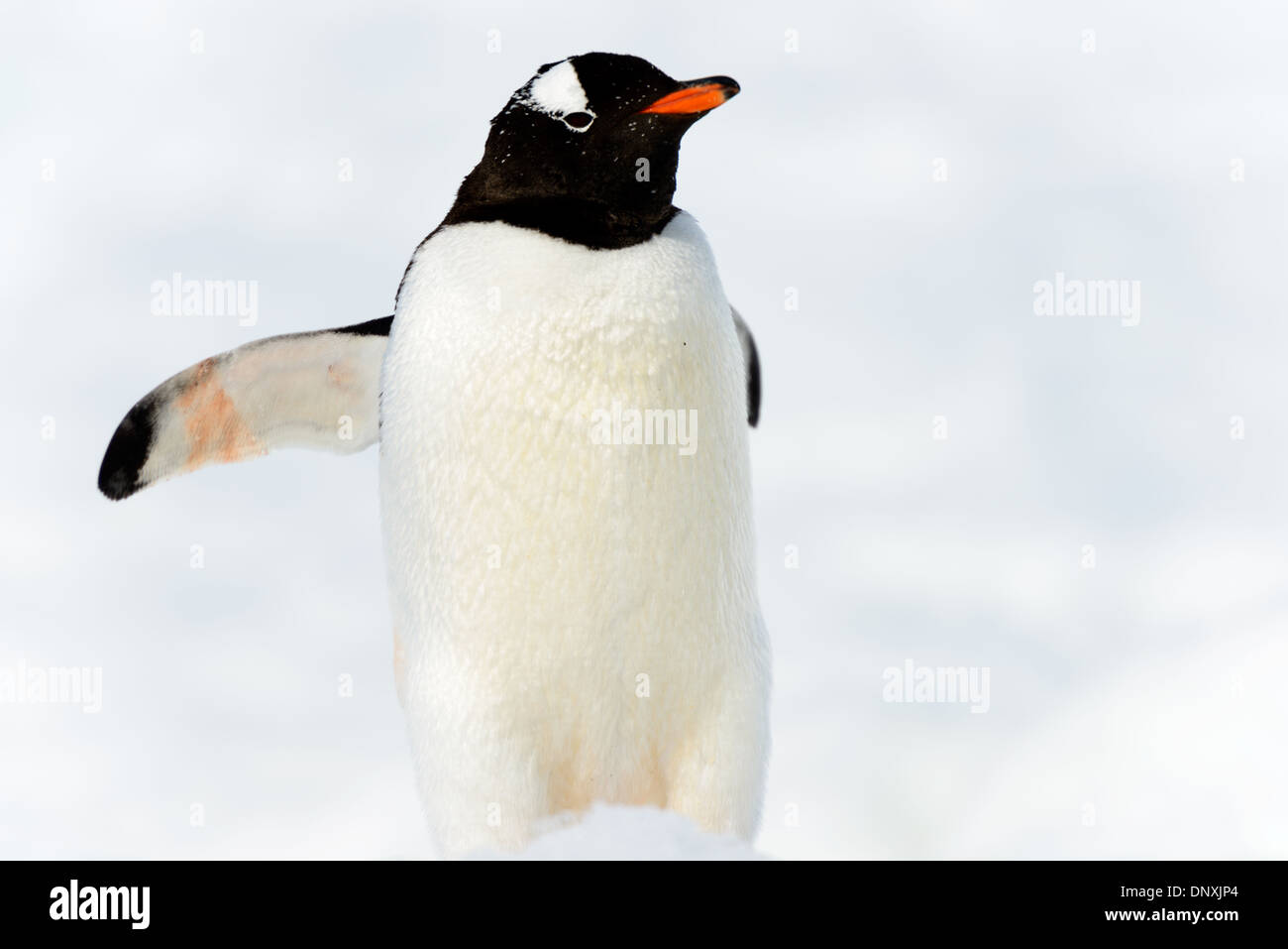 Gentoo Penguin Neko Harbour Antarctica // NEKO HARBOUR, Antarctica — A ...