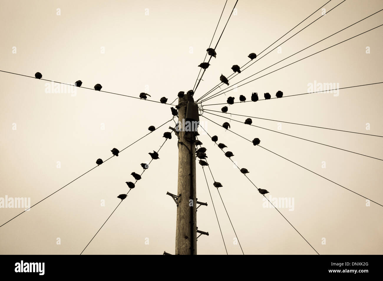 Starlings on wire hi-res stock photography and images - Alamy