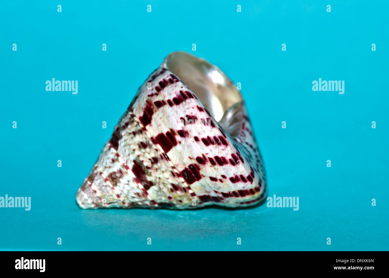 Cone top shell Stock Photo - Alamy