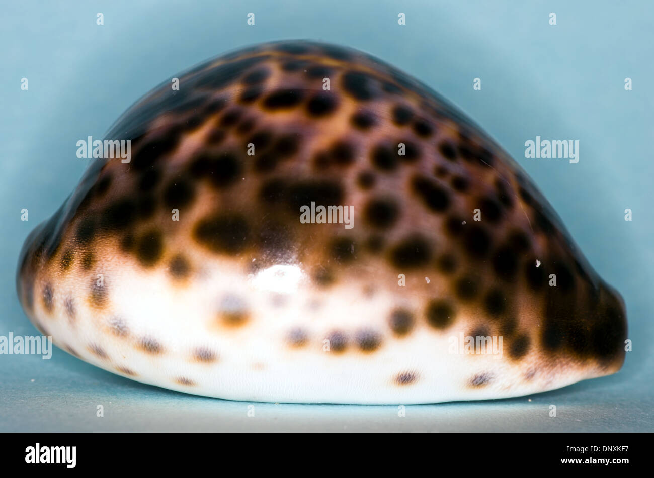 Marine shell collecting identication hi-res stock photography and ...