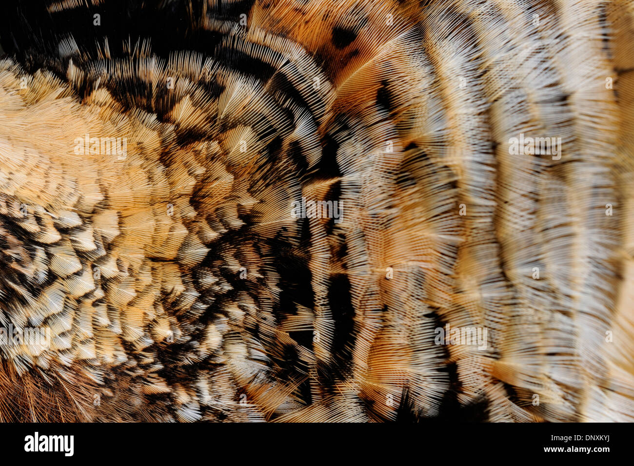 Ruffed grouse (Bonasa umbellus) Feather detail in a dead specimen ...