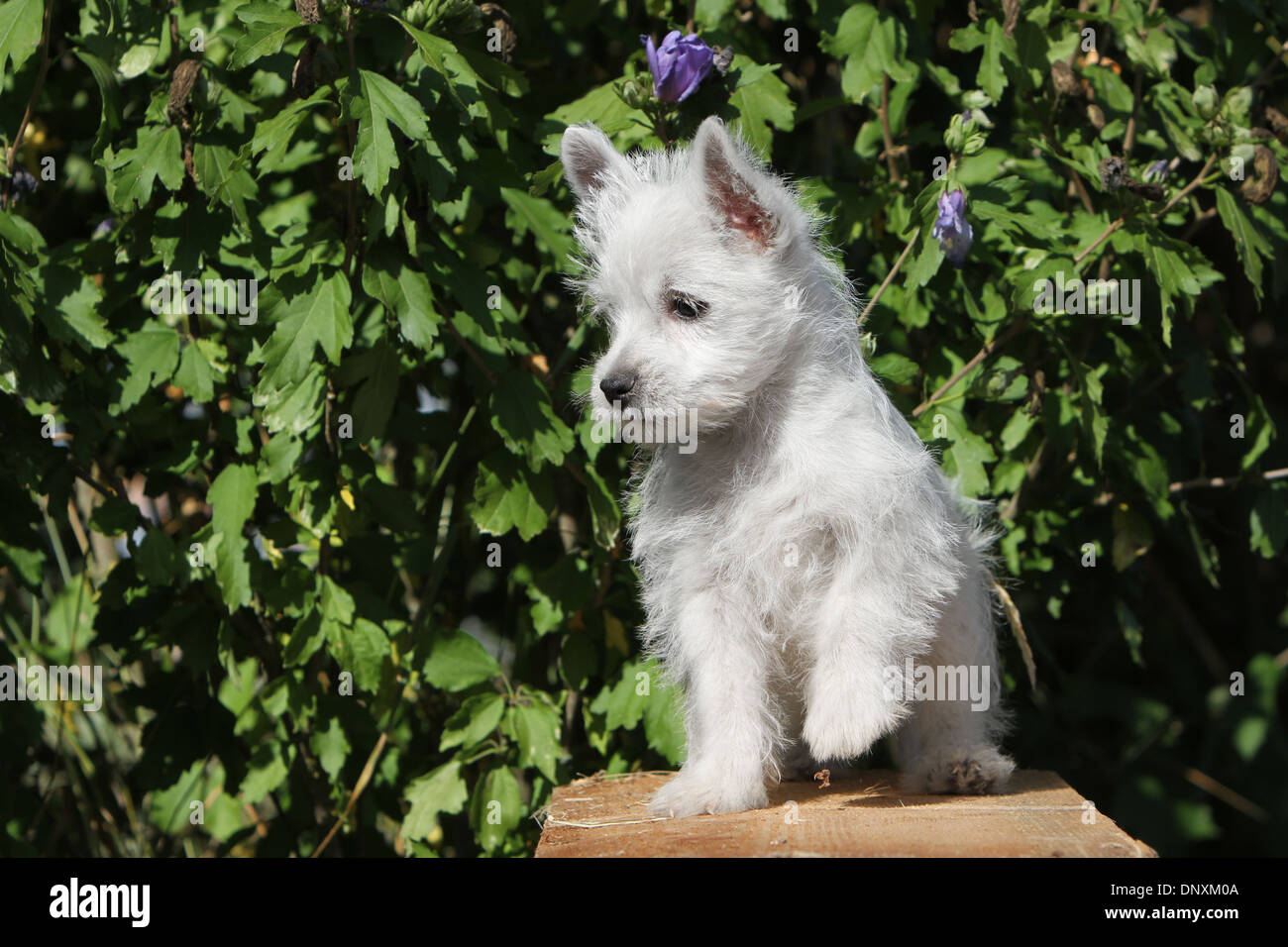 Westie sitting in a field hi-res stock photography and images - Alamy