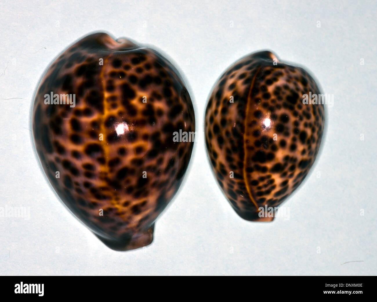 Cowry shell hi-res stock photography and images - Alamy