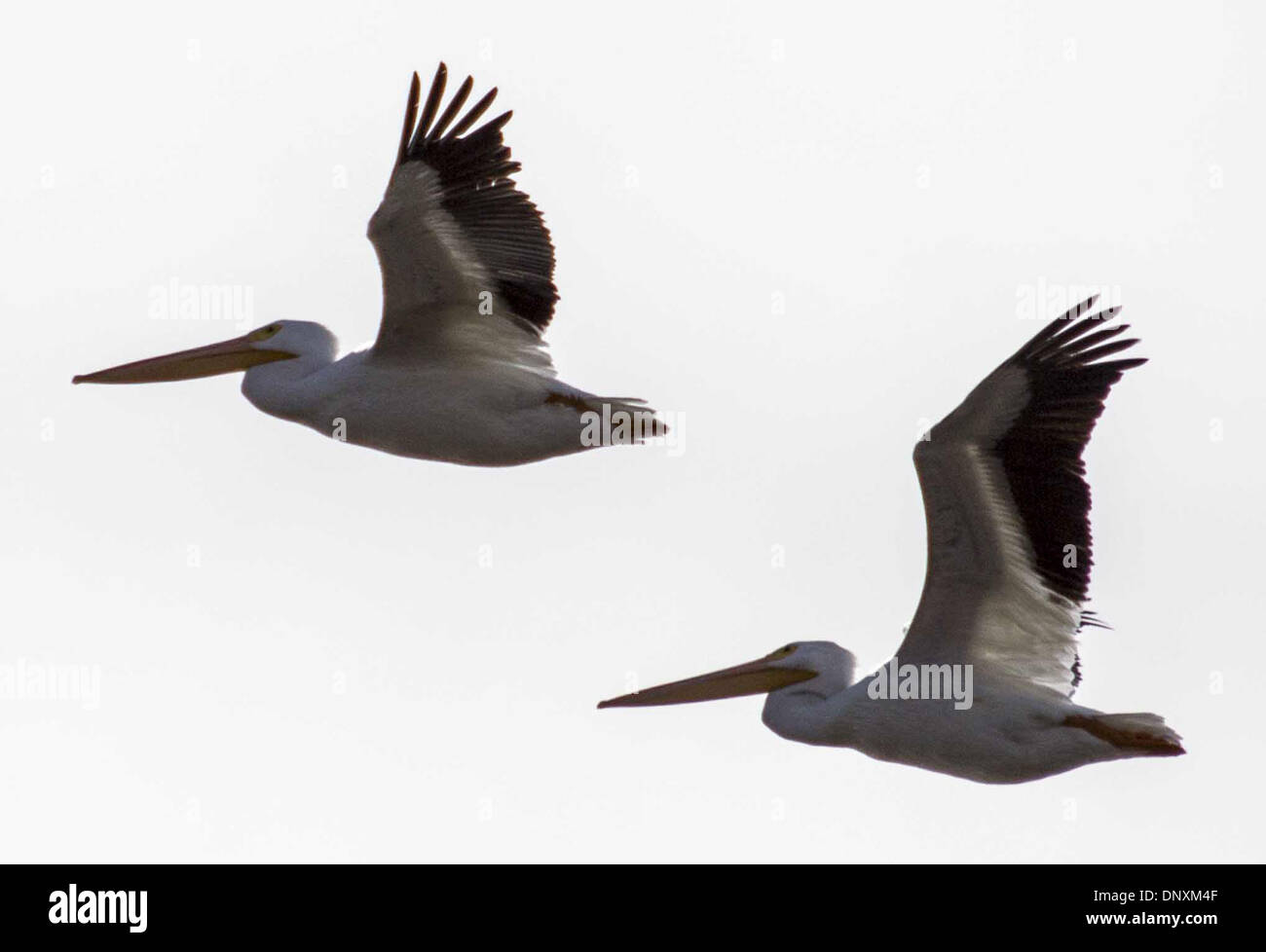 Los angeles usa january Cut Out Stock Images & Pictures - Alamy