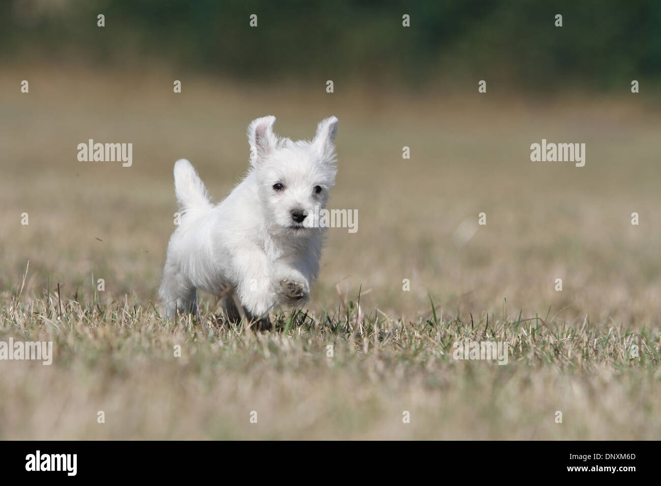 Dog West Highland White Terrier / Westie puppy running in a field Stock ...
