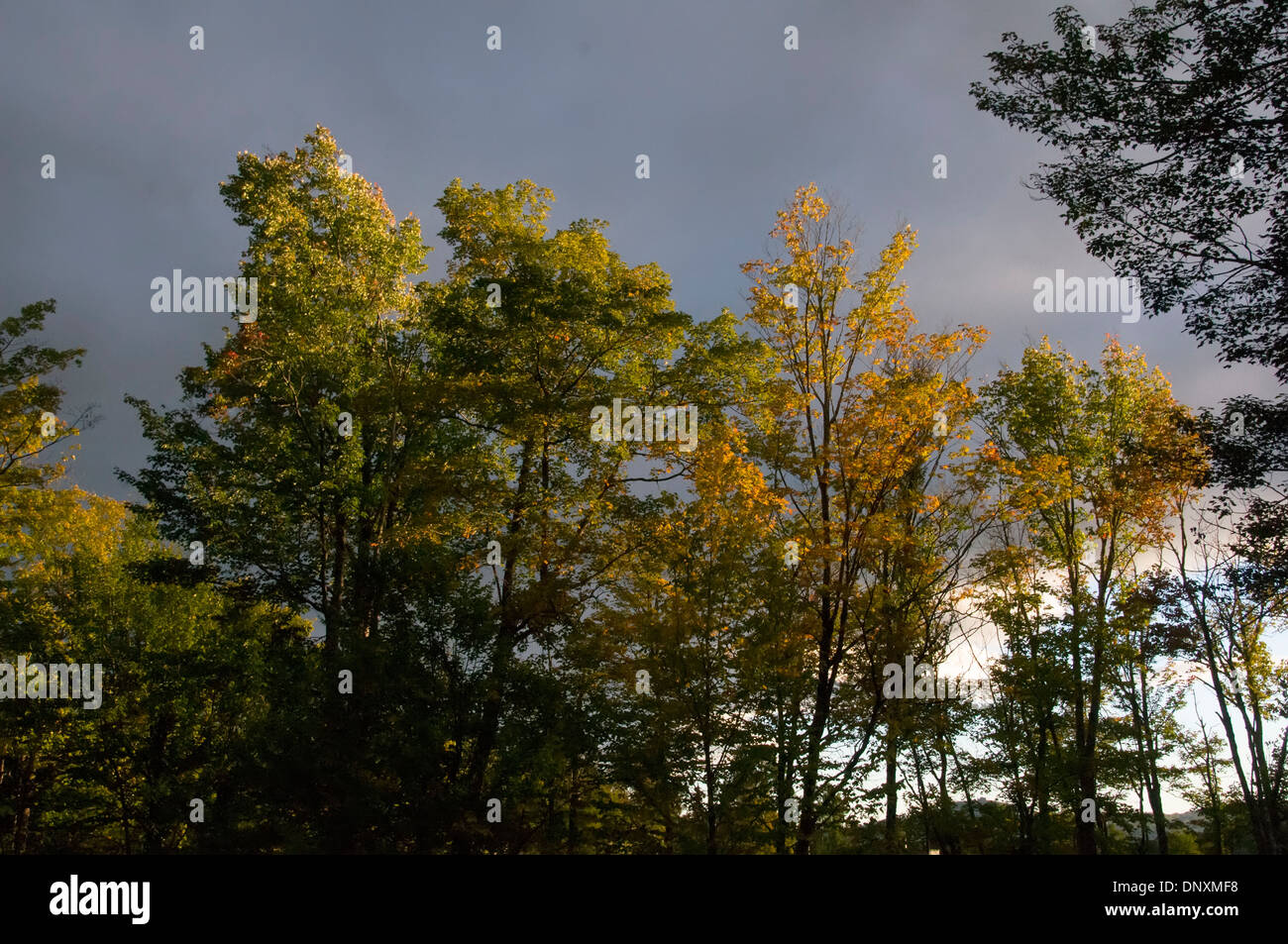 Light forest hi-res stock photography and images - Alamy