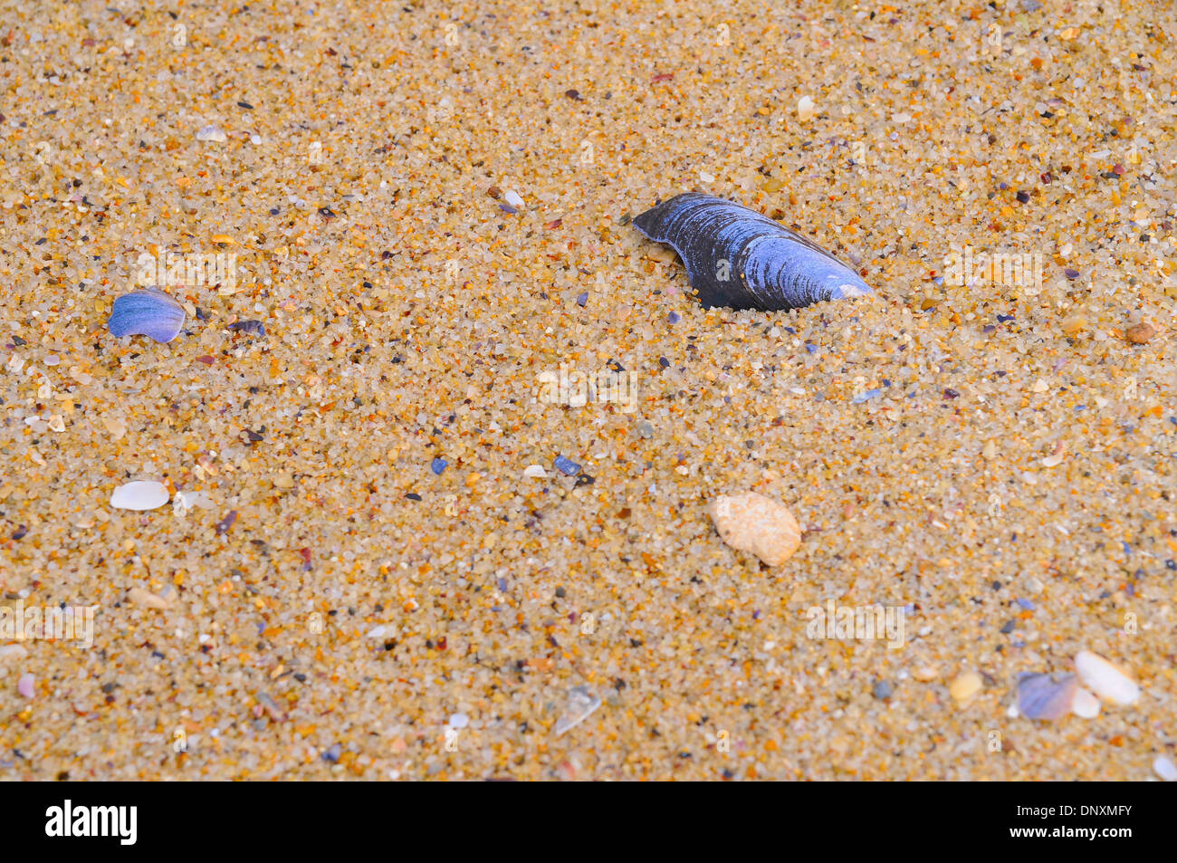 Shell in the sand closeup Stock Photo - Alamy