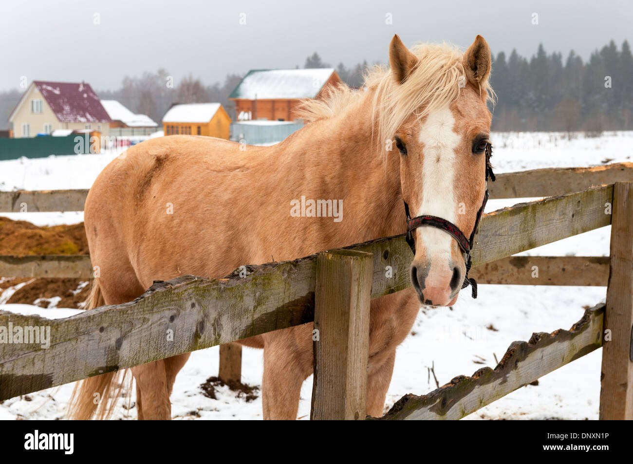 Horse behind fence hi-res stock photography and images - Alamy