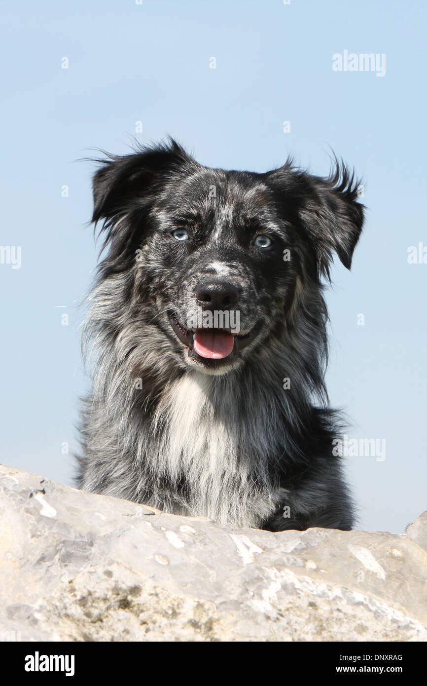 Dog Australian shepherd / Aussie adult portrait Stock Photo - Alamy