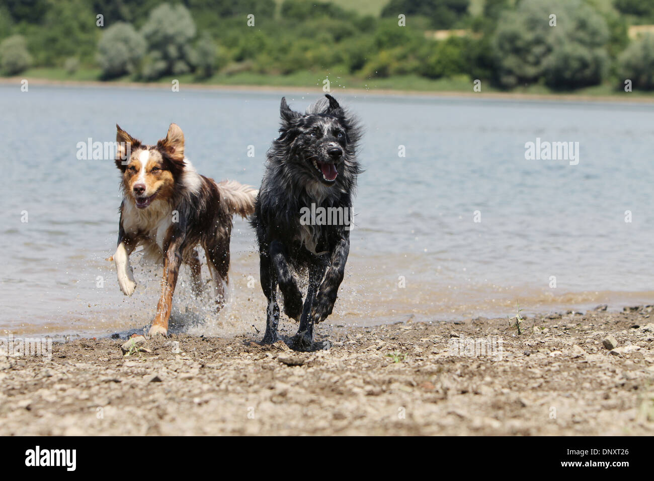 Australian shepherd dog running hi-res stock photography and images - Alamy